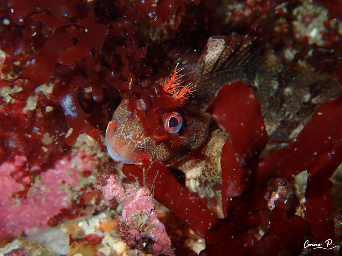 Cabot – Découvrez la faune et la flore sous-marine