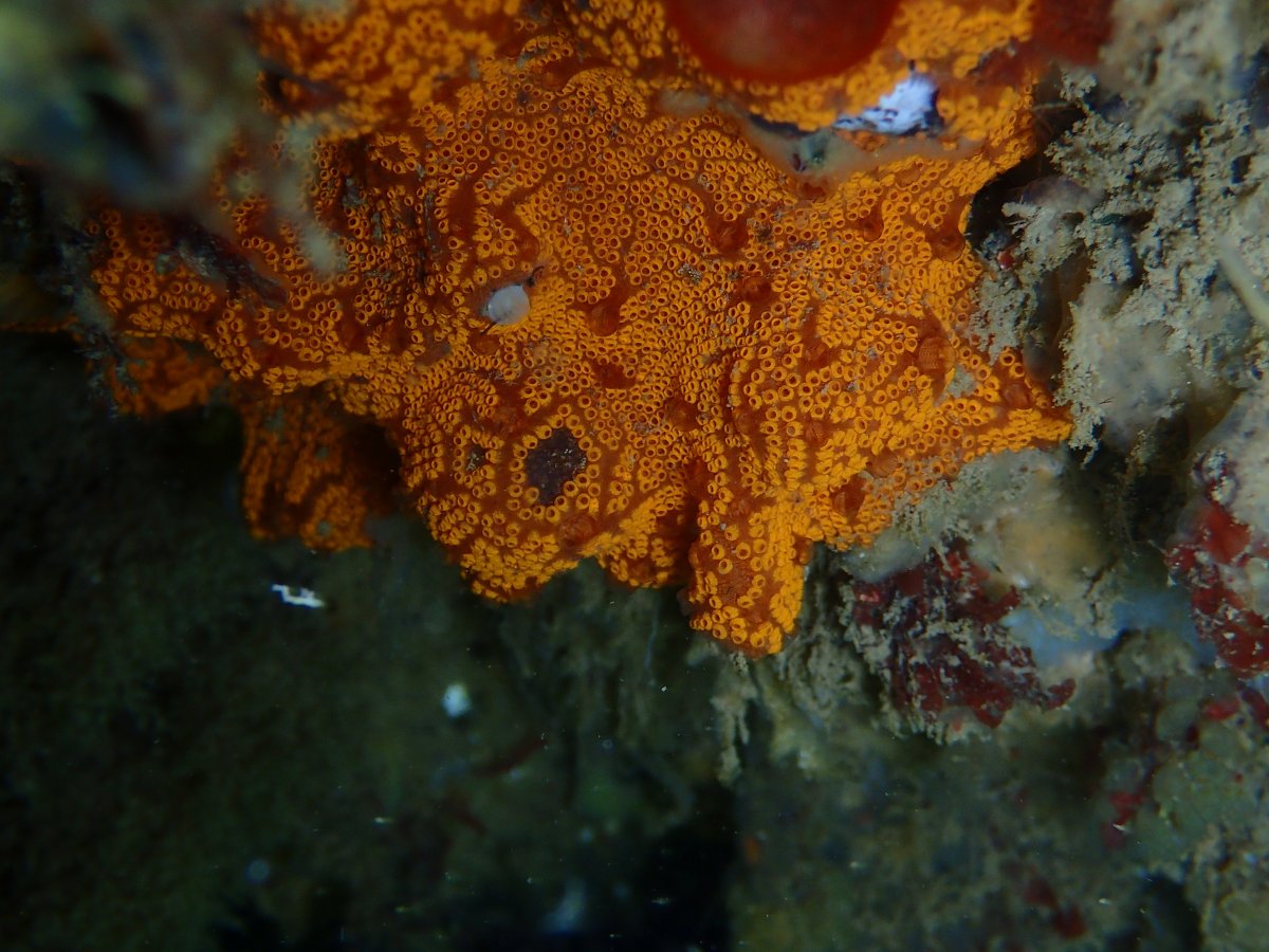 -ASCIDIES- – Découvrez la faune et la flore sous-marine