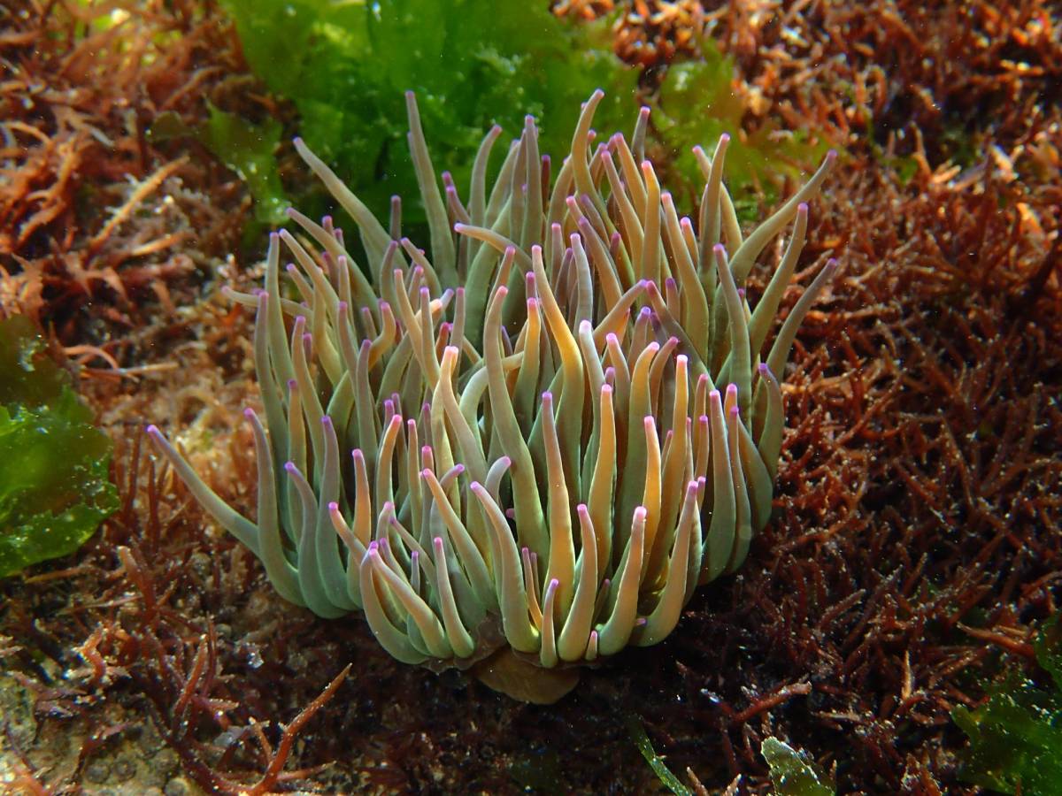 Anémone de mer verte – Découvrez la faune et la flore sous-marine