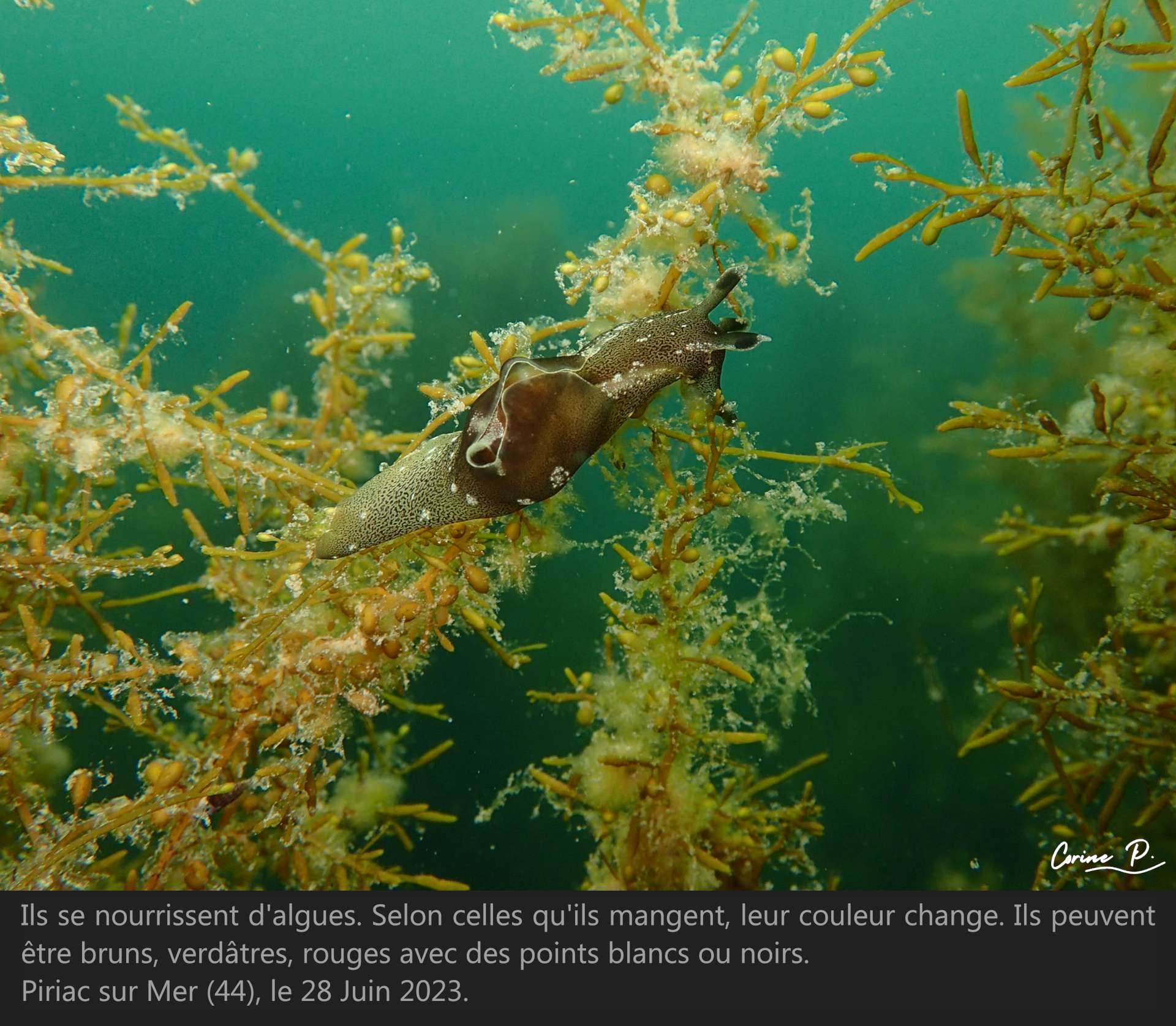 Lièvre de mer – Découvrez la faune et la flore sous-marine