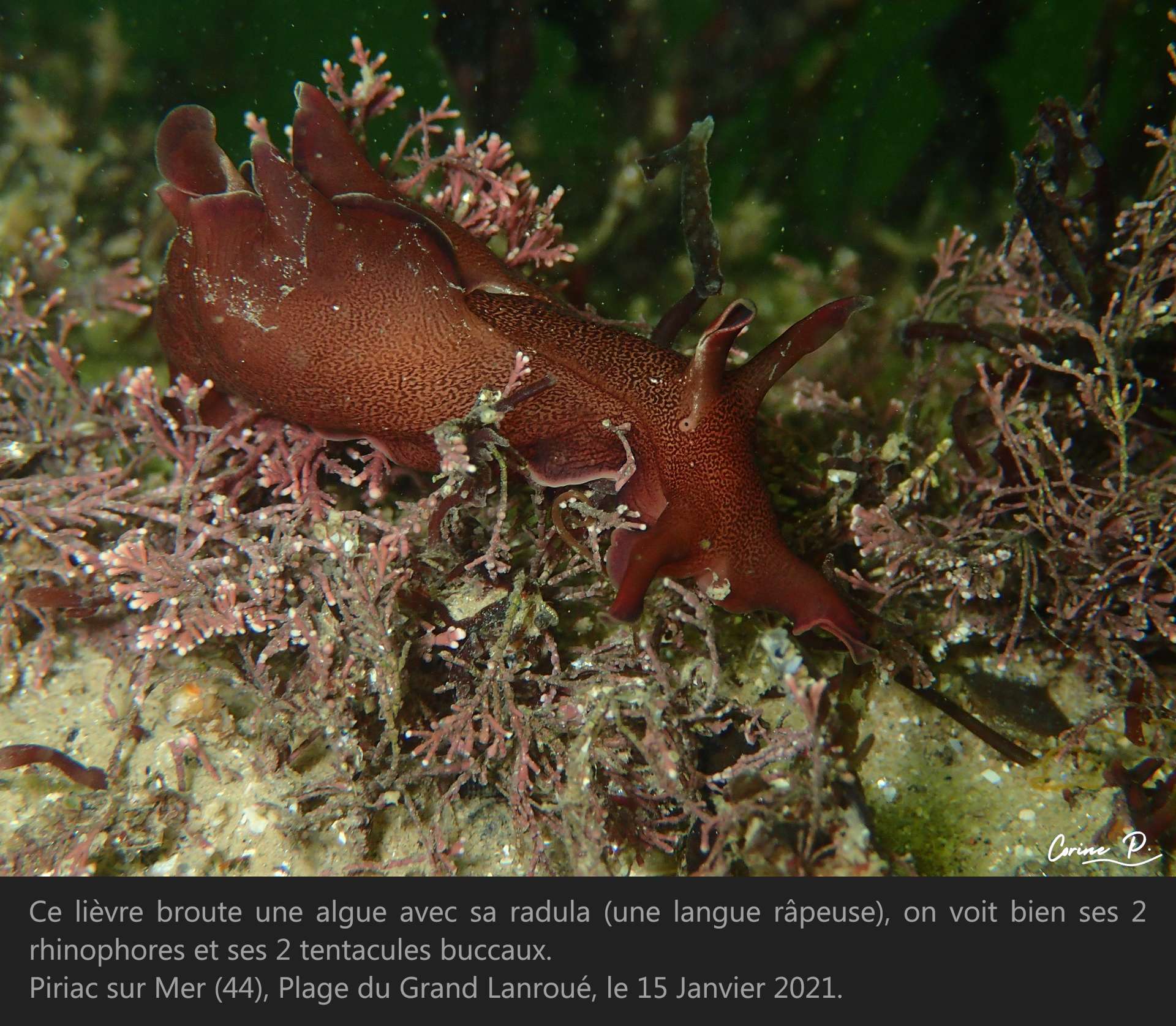 Lièvre de mer – Découvrez la faune et la flore sous-marine