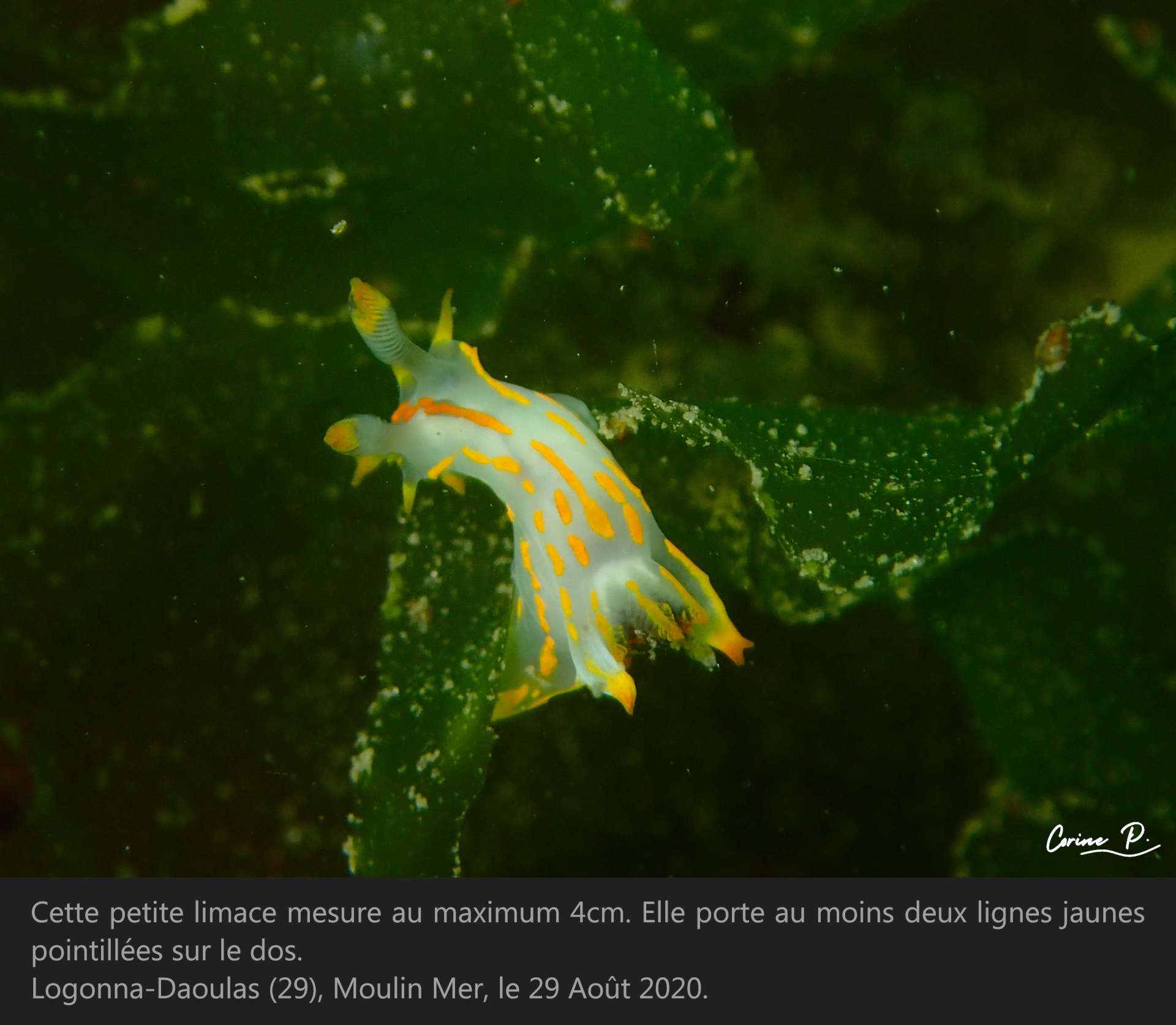 Polycère à quatre lignes – Découvrez la faune et la flore sous-marine