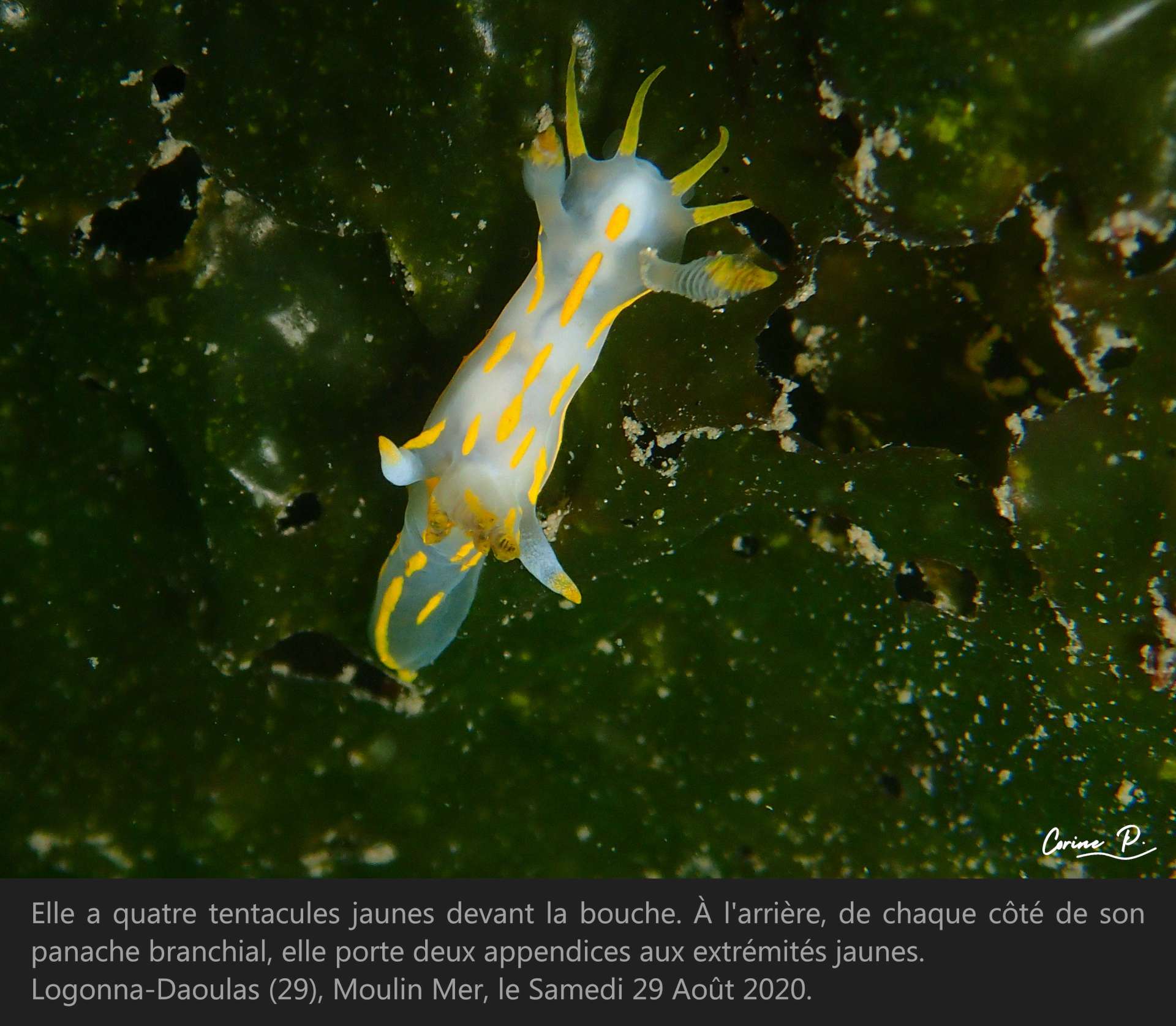 Polycère à quatre lignes – Découvrez la faune et la flore sous-marine