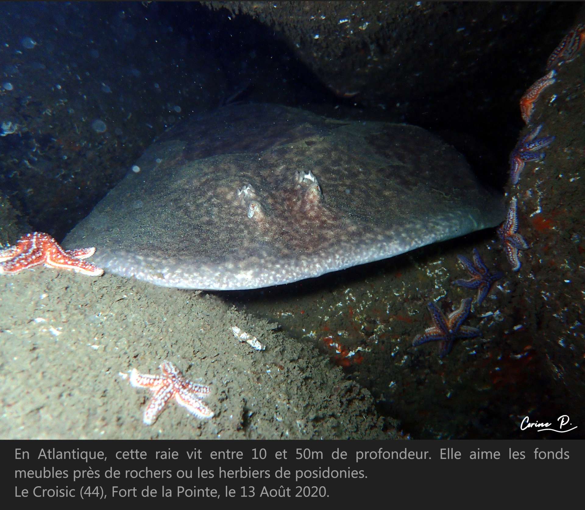 Torpille marbrée – Découvrez la faune et la flore sous-marine