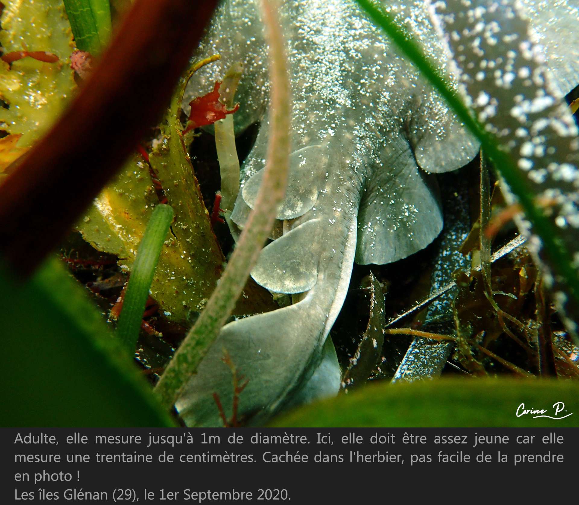 Torpille marbrée – Découvrez la faune et la flore sous-marine