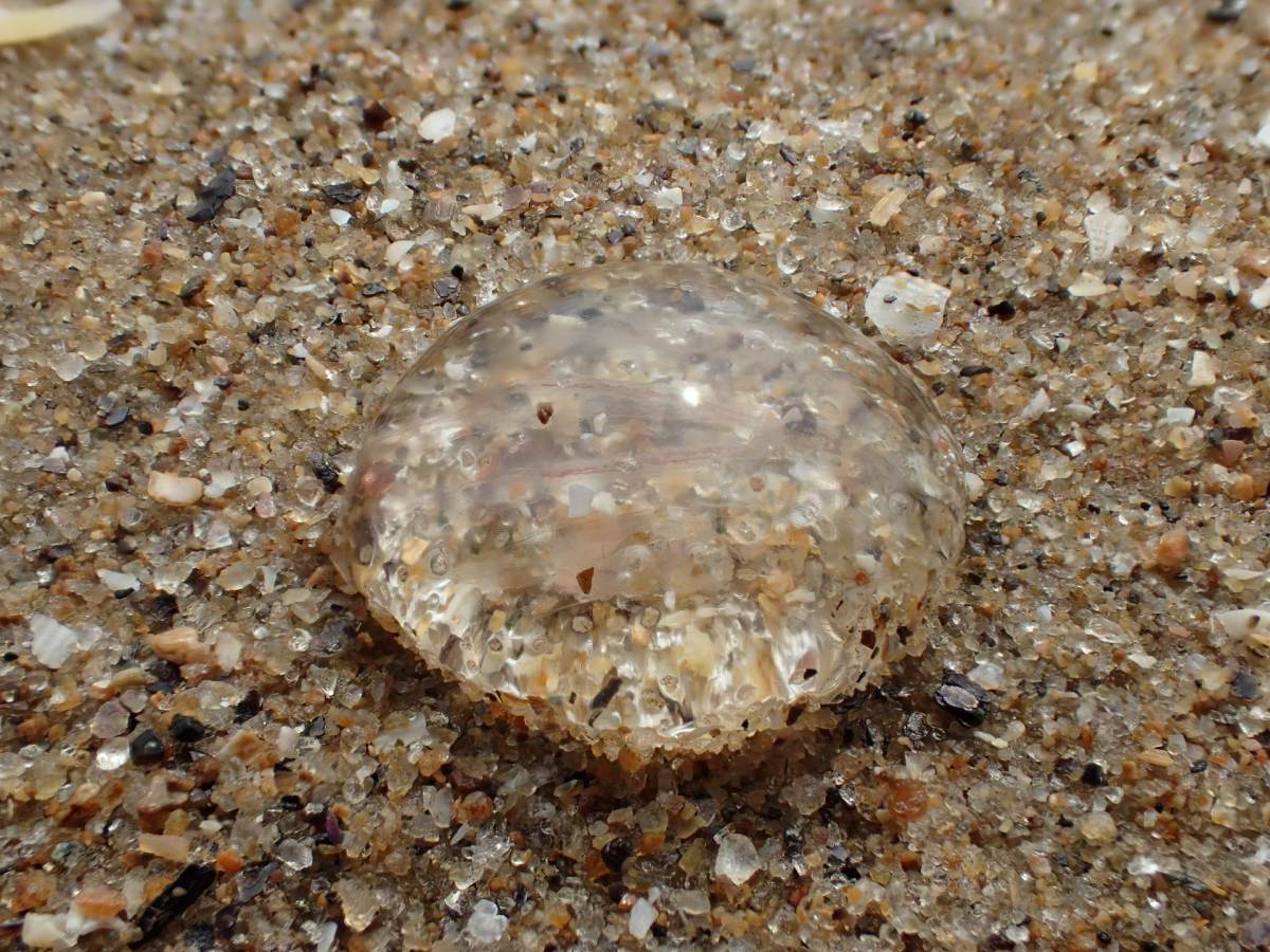 Groseille de mer – Découvrez la faune et la flore sous-marine