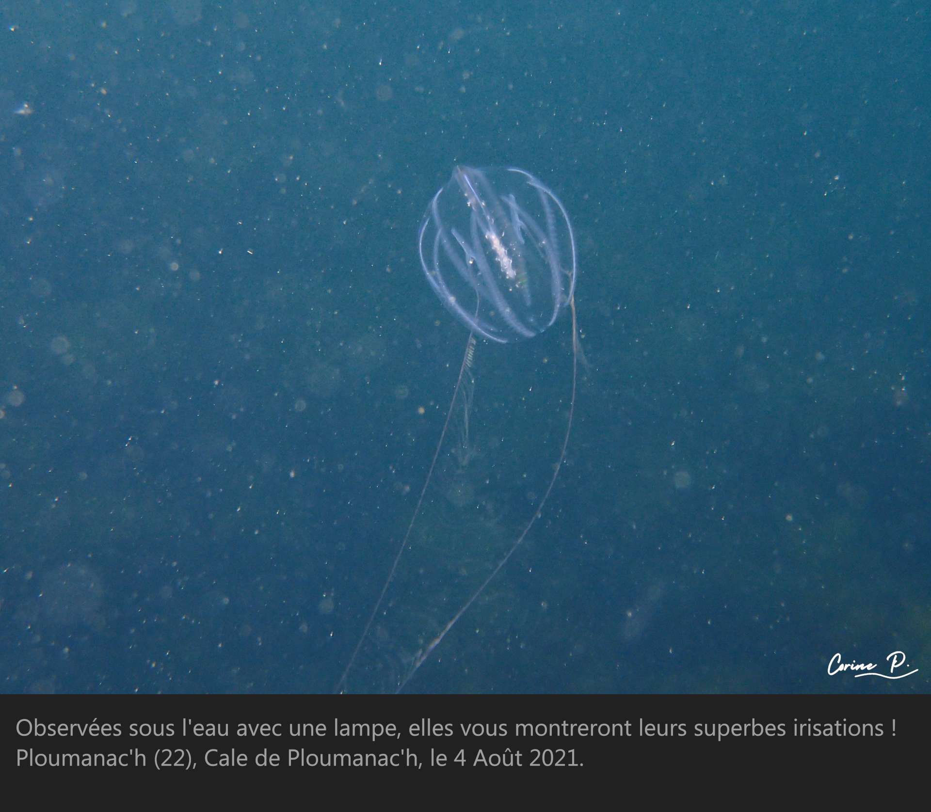 Groseille de mer – Découvrez la faune et la flore sous-marine