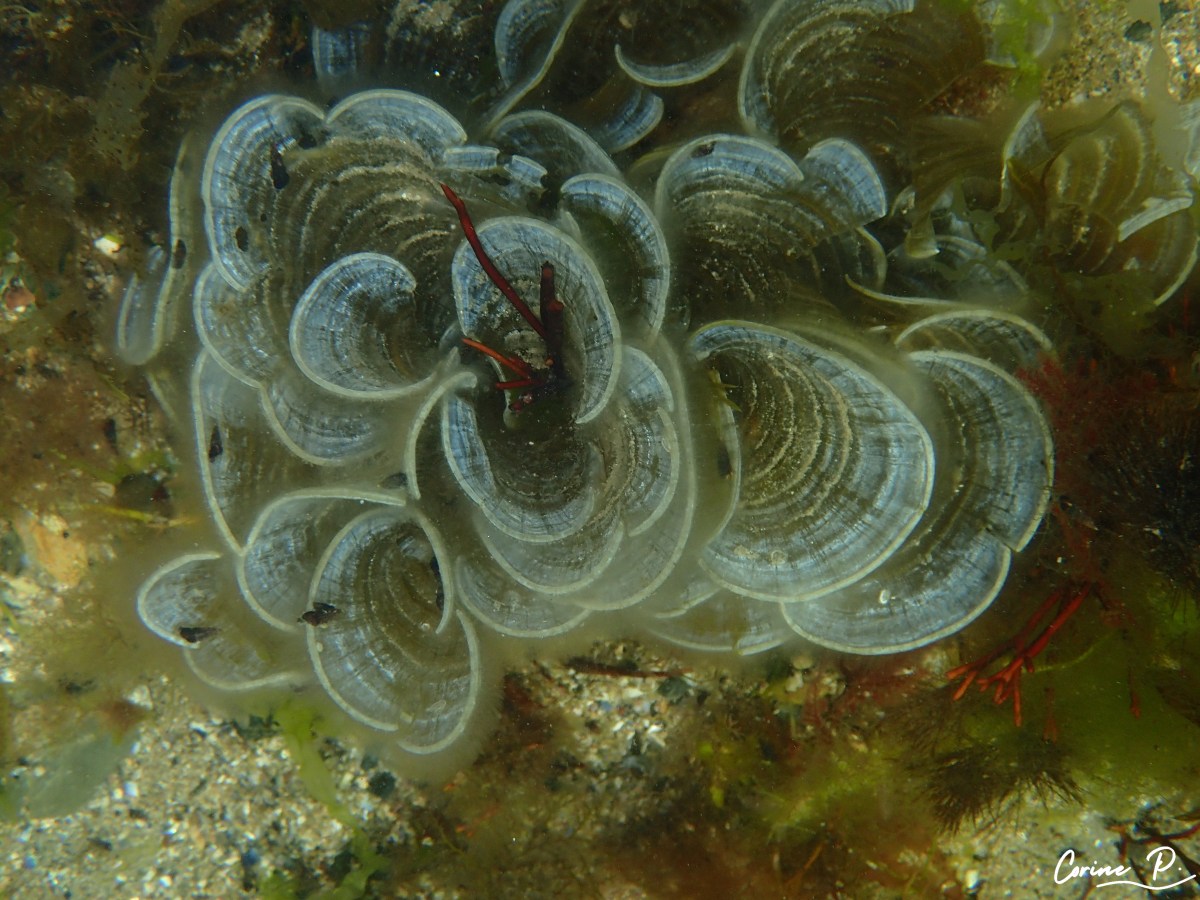 Padine queue de paon – Découvrez la faune et la flore sous-marine