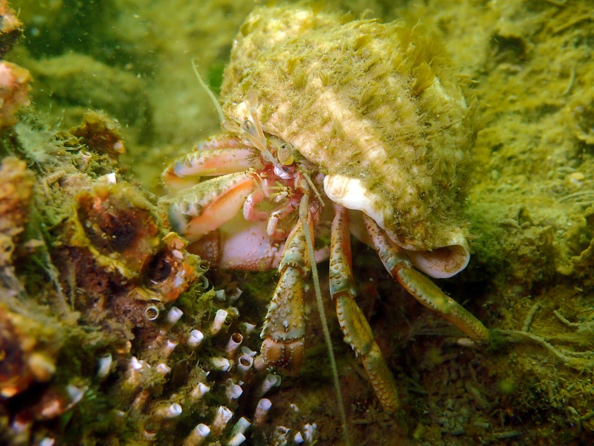 Bernard-l’ermite commun – Découvrez la faune et la flore sous-marine