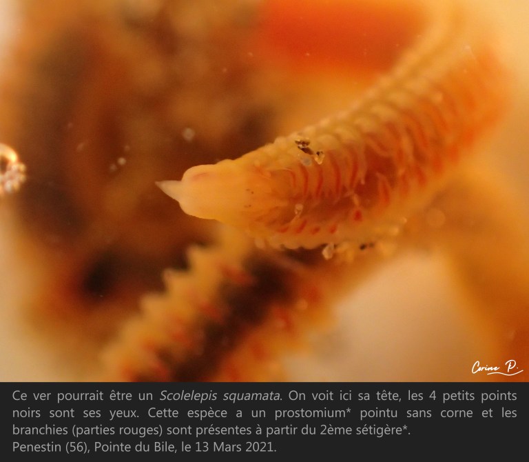 Famille des Spionidae – Découvrez la faune et la flore sous-marine