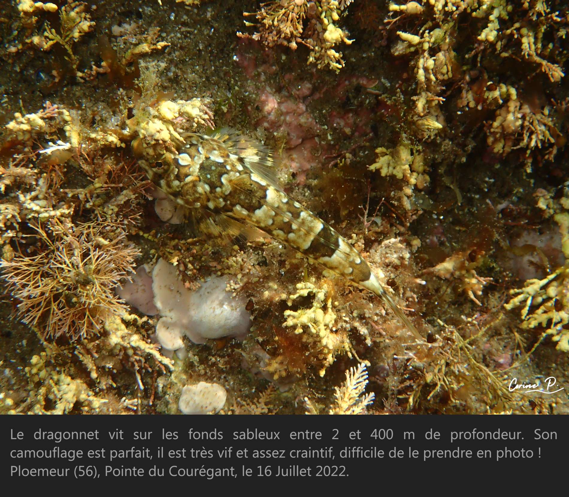 Dragonnet – Découvrez la faune et la flore sous-marine