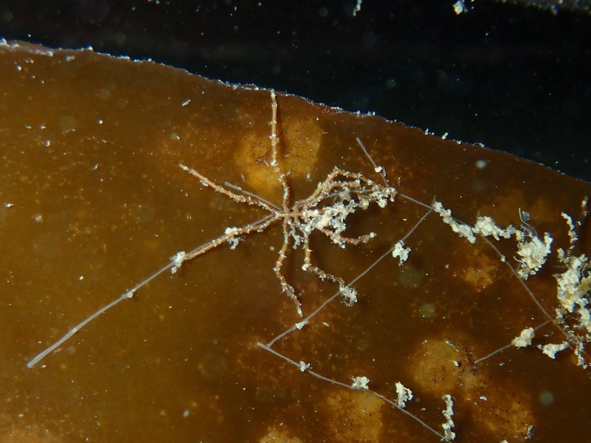 -CHÉLICÉRATES AQUATIQUES- – Découvrez la faune et la flore sous-marine