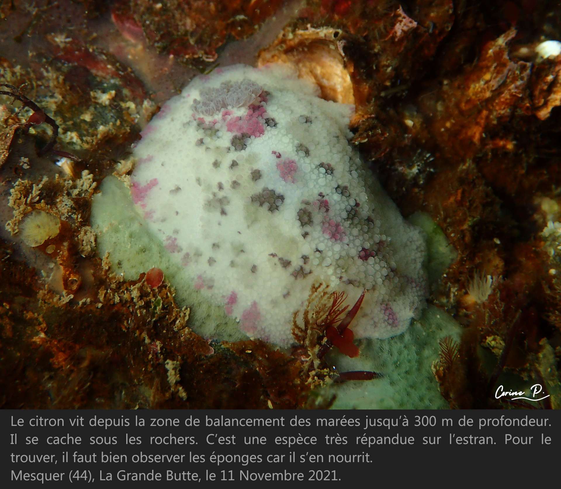 Citron de mer – Découvrez la faune et la flore sous-marine