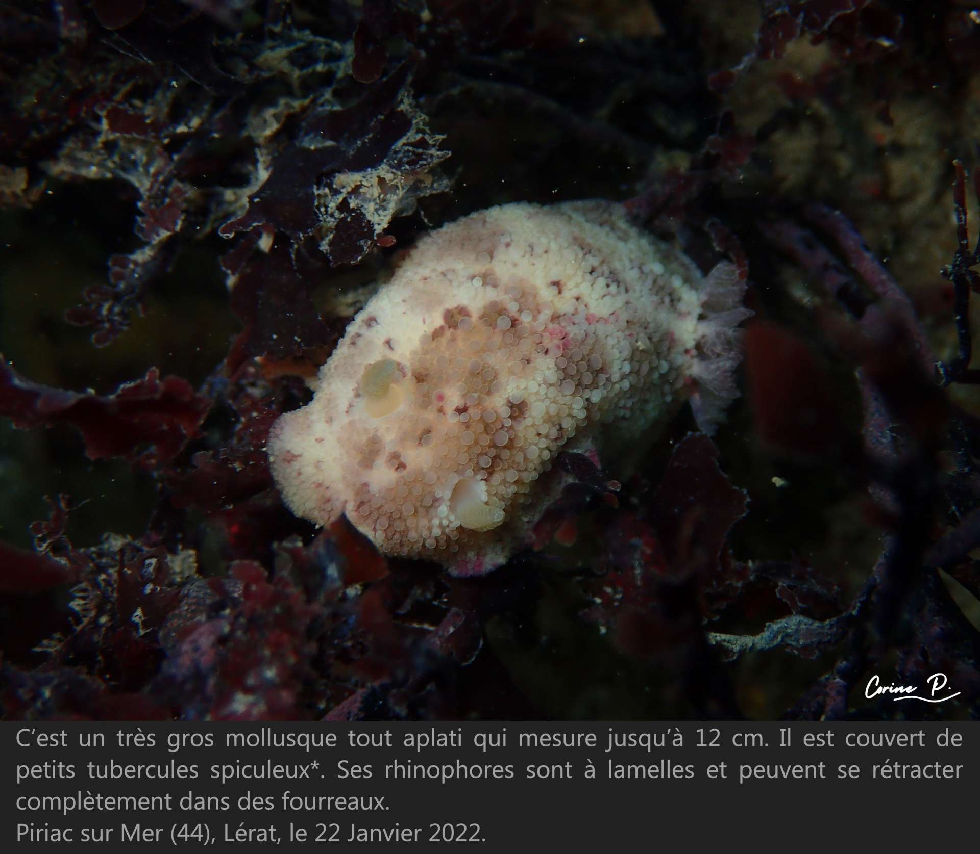 Citron de mer – Découvrez la faune et la flore sous-marine