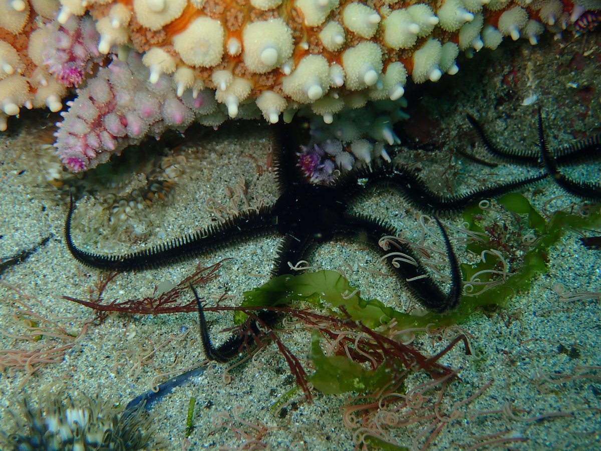 Ophiure noire – Découvrez la faune et la flore sous-marine