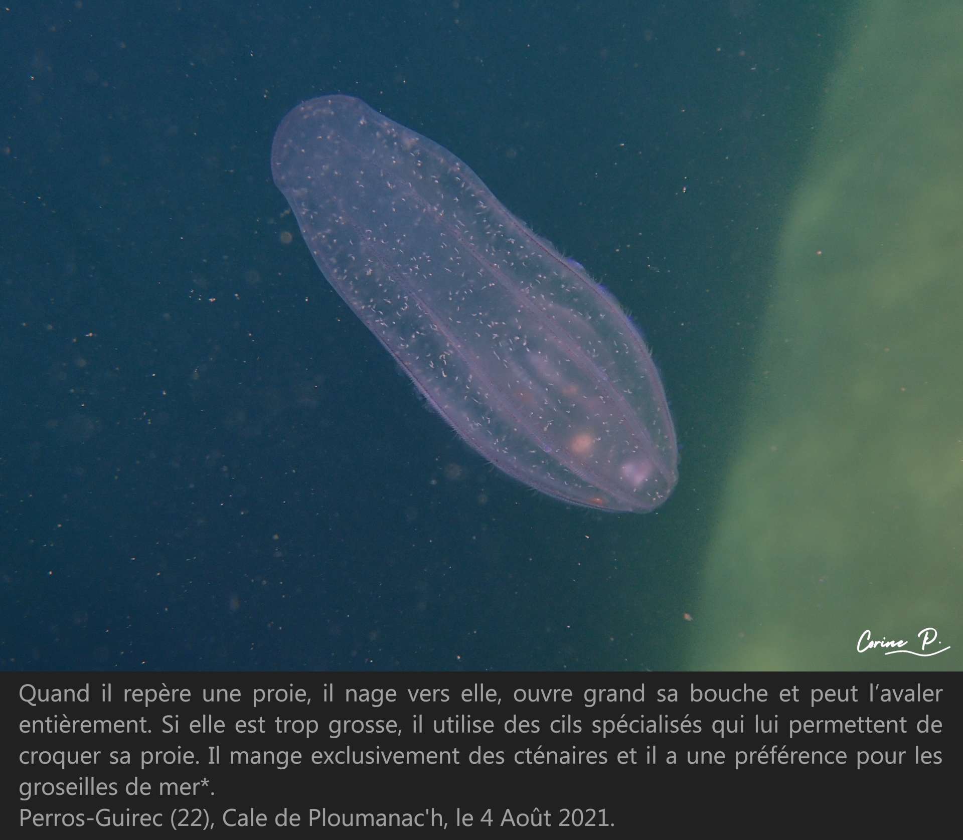 Béroé – Découvrez la faune et la flore sous-marine