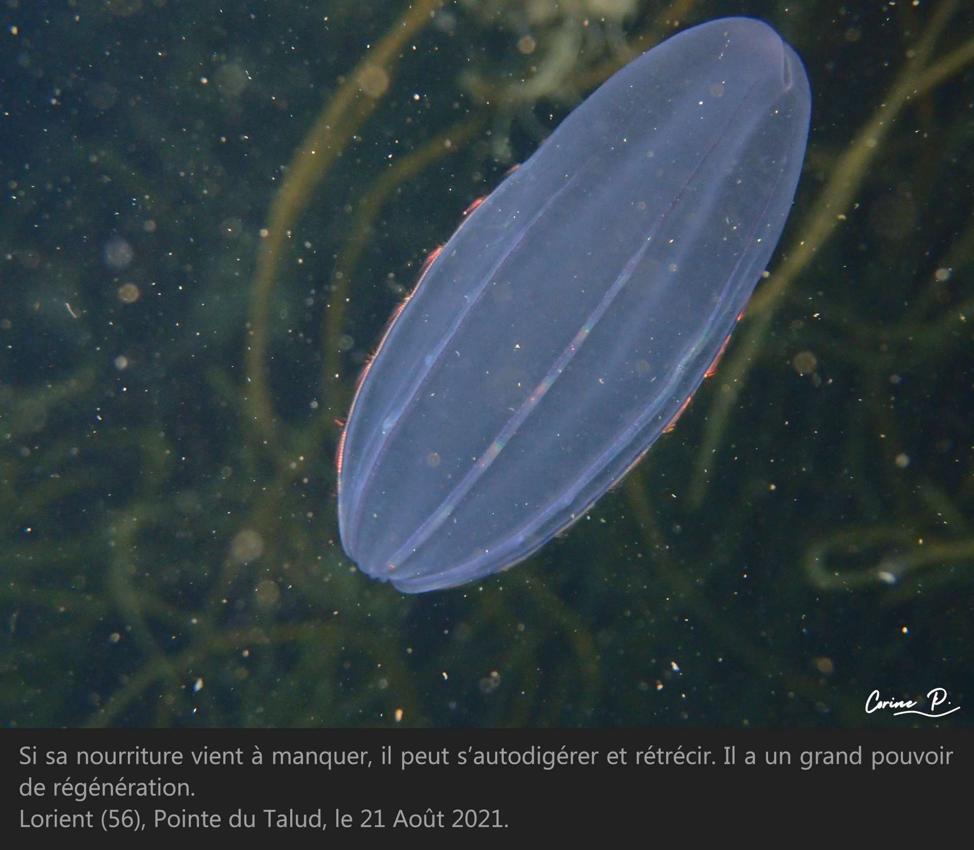 Béroé – Découvrez la faune et la flore sous-marine