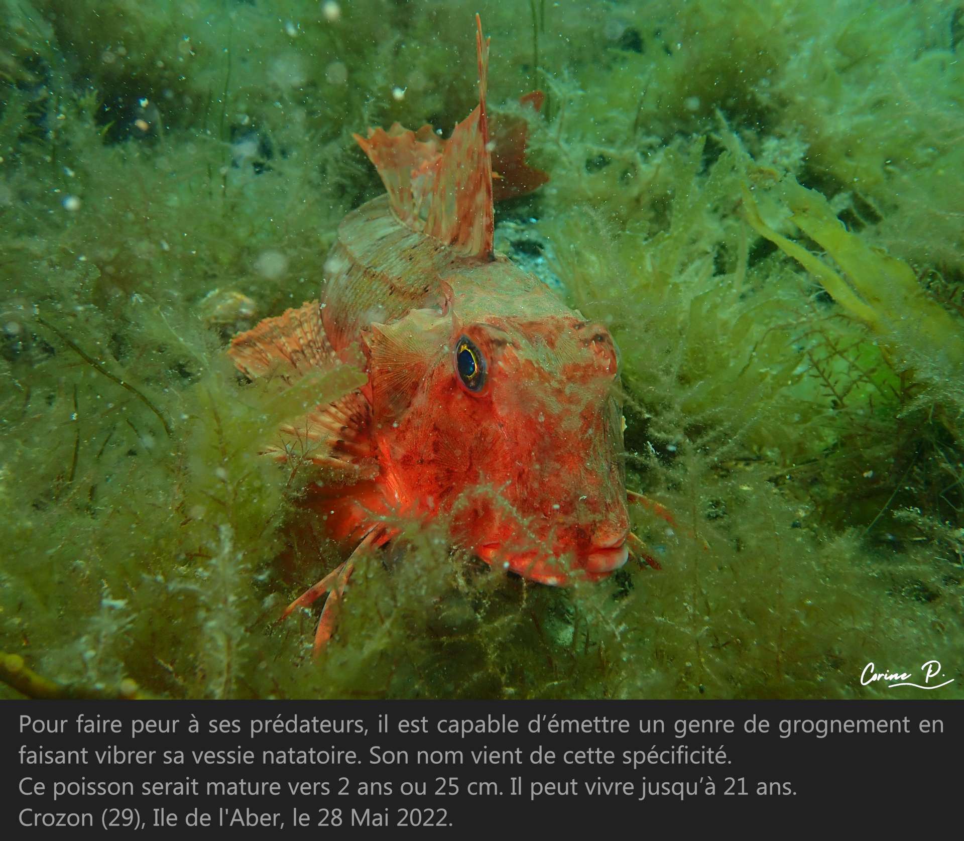 Grondin rouge – Découvrez la faune et la flore sous-marine