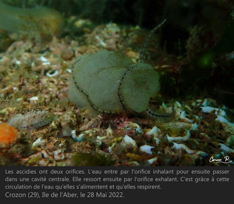 Ascidie blanche – Découvrez la faune et la flore sous-marine