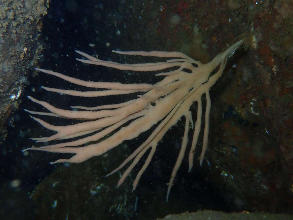 Chaline oculée – Découvrez la faune et la flore sous-marine