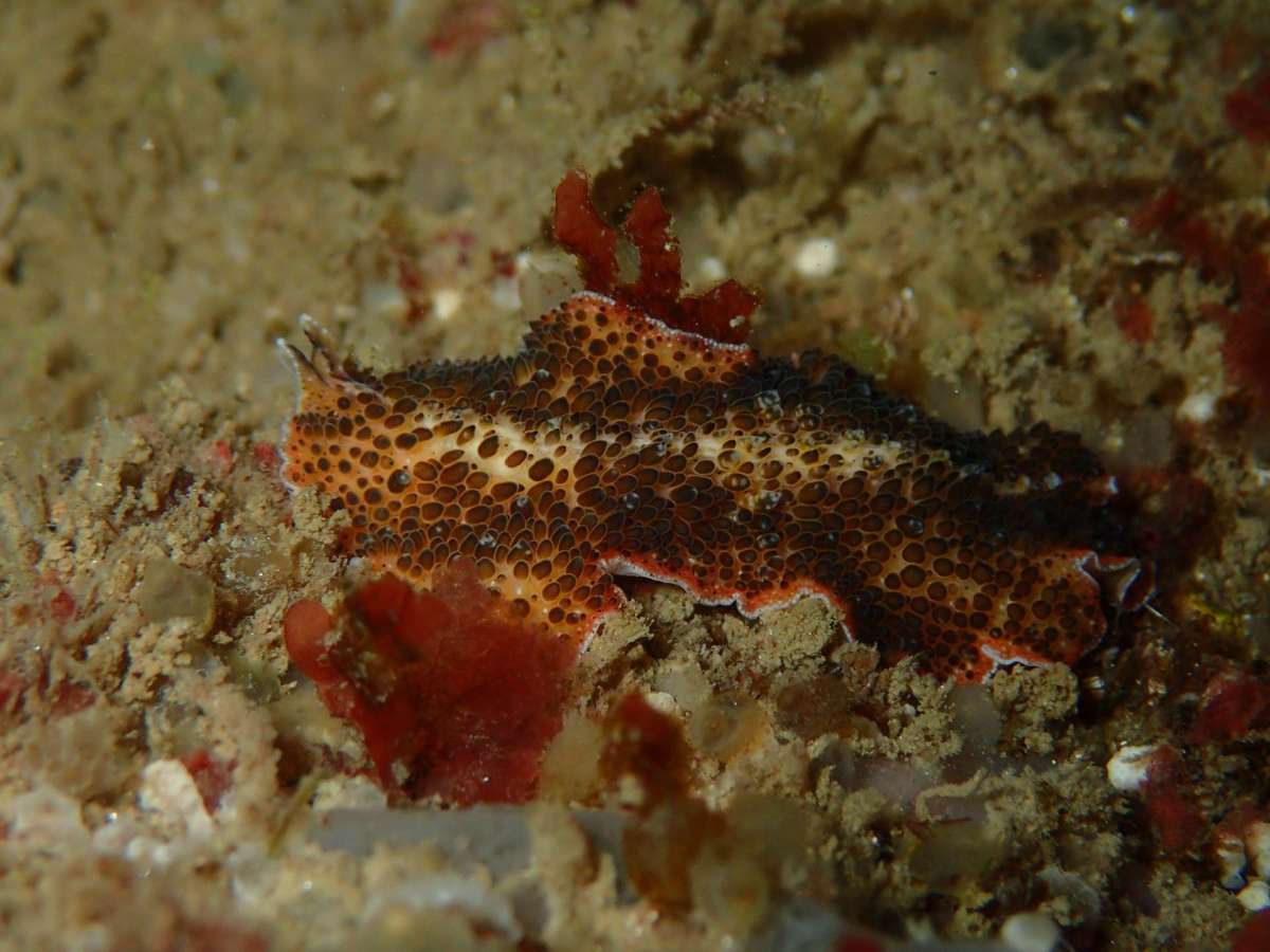 Ver plat à papilles – Découvrez la faune et la flore sous-marine