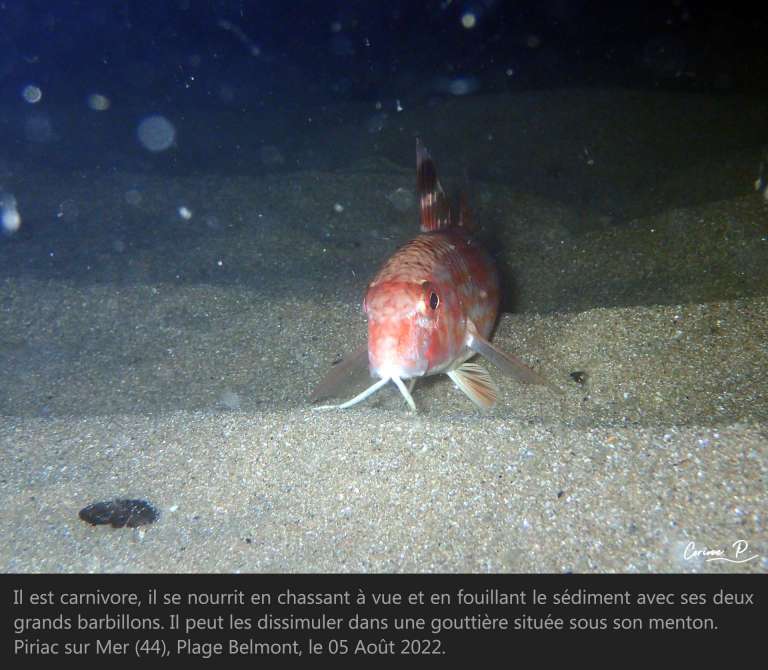 Rouget-barbet de roche – Découvrez la faune et la flore sous-marine